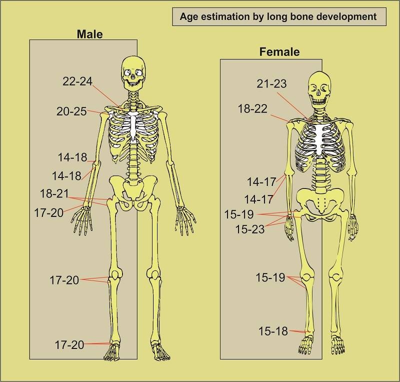 Forensic Anthropology Age estimation in juvenile individuals
