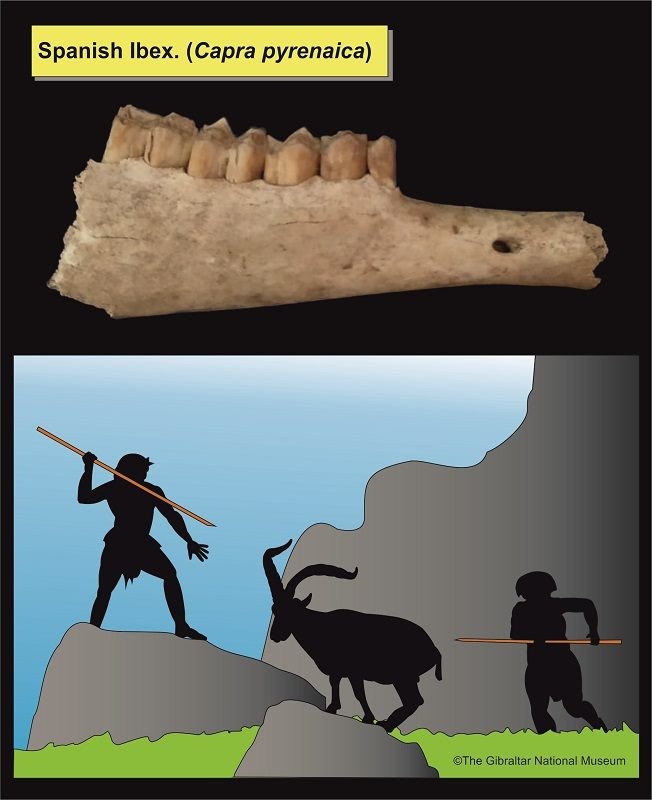 Deer, Ibex and Ambush Hunting