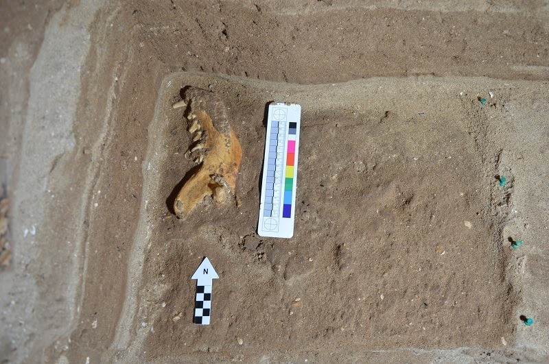 The Vanguard Cave Child