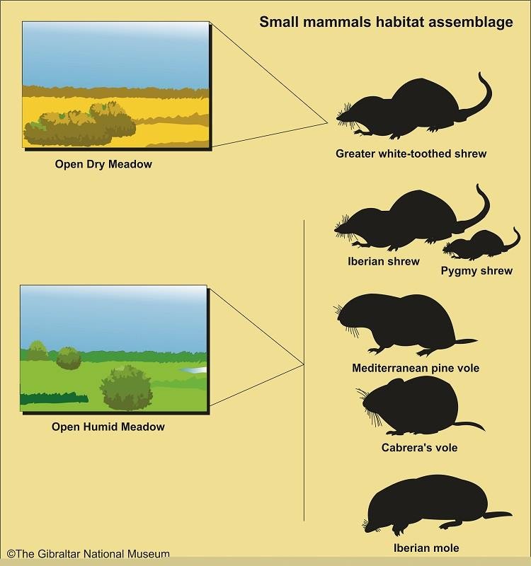 Micromammals of Gorhams cave