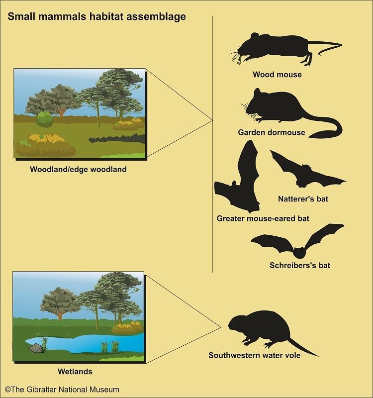 Micromammals of Gorhams cave