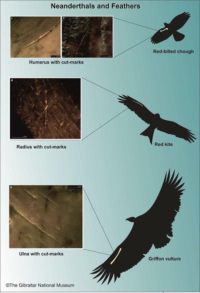 virtual museum: taphonomy neanderthals and feathers