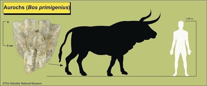 A metapodial fragment belonging to an Aurochs