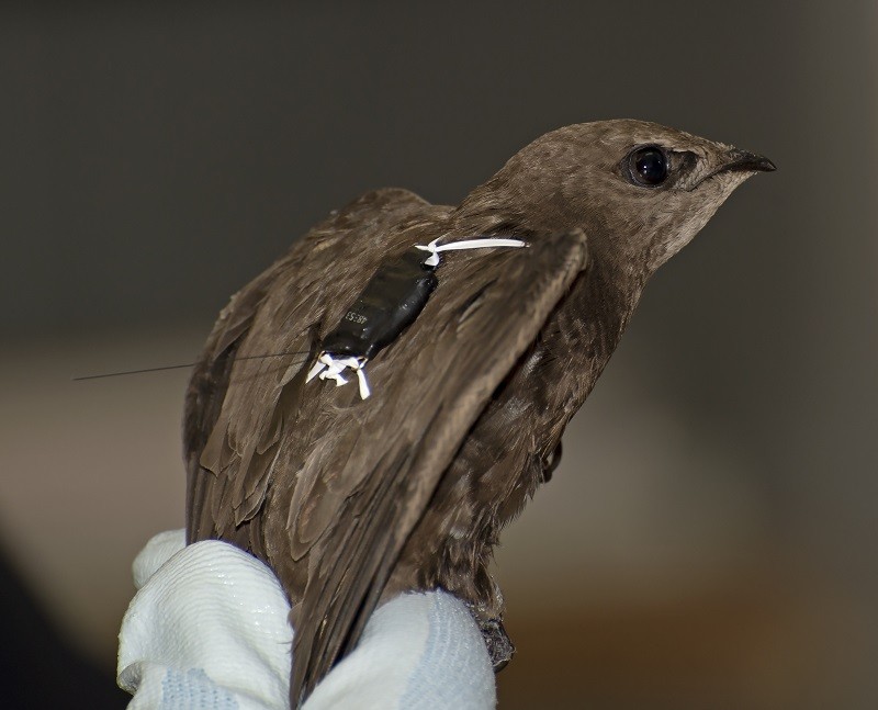 The remarkable lives of Gibraltar’s swifts uncovered